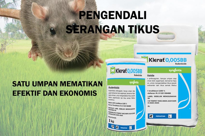 Klerat 0.005 BB Pestisida Pembasmi Tikus Powerful – Jual Pestisida ...